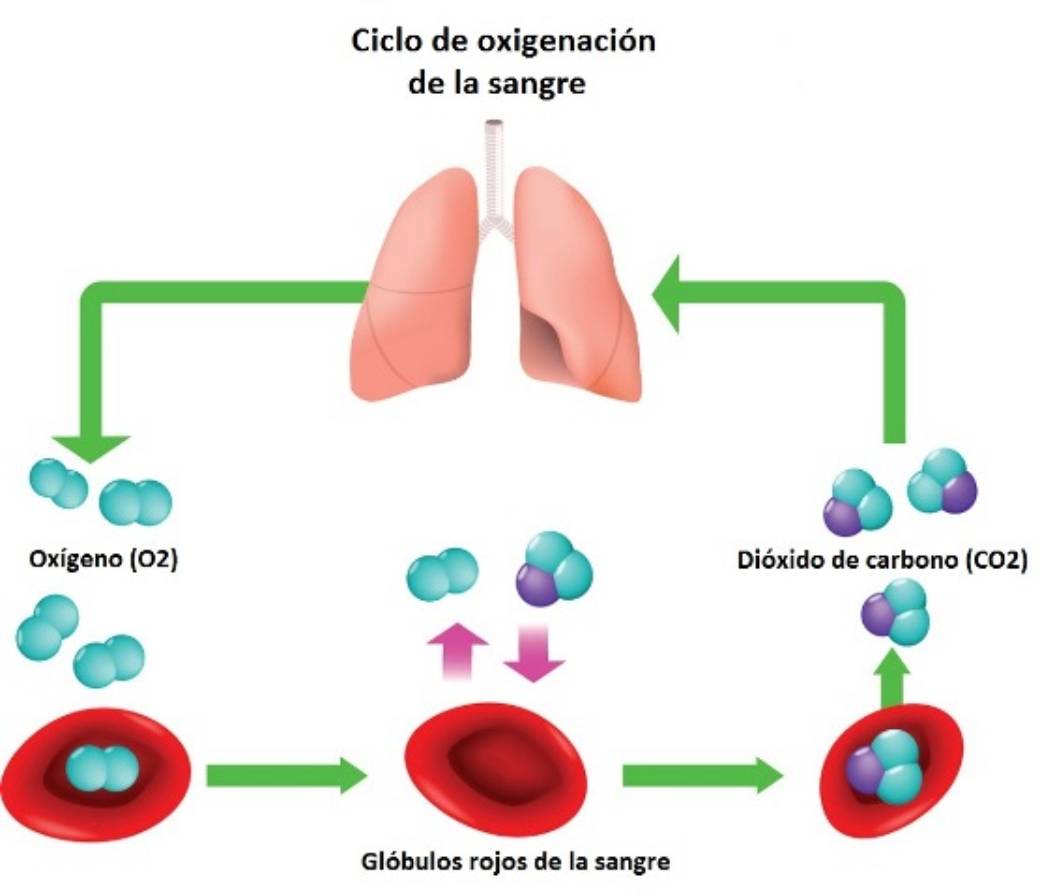 ¿Qué es ECMO y en qué casos se utiliza? | Tu canal de salud